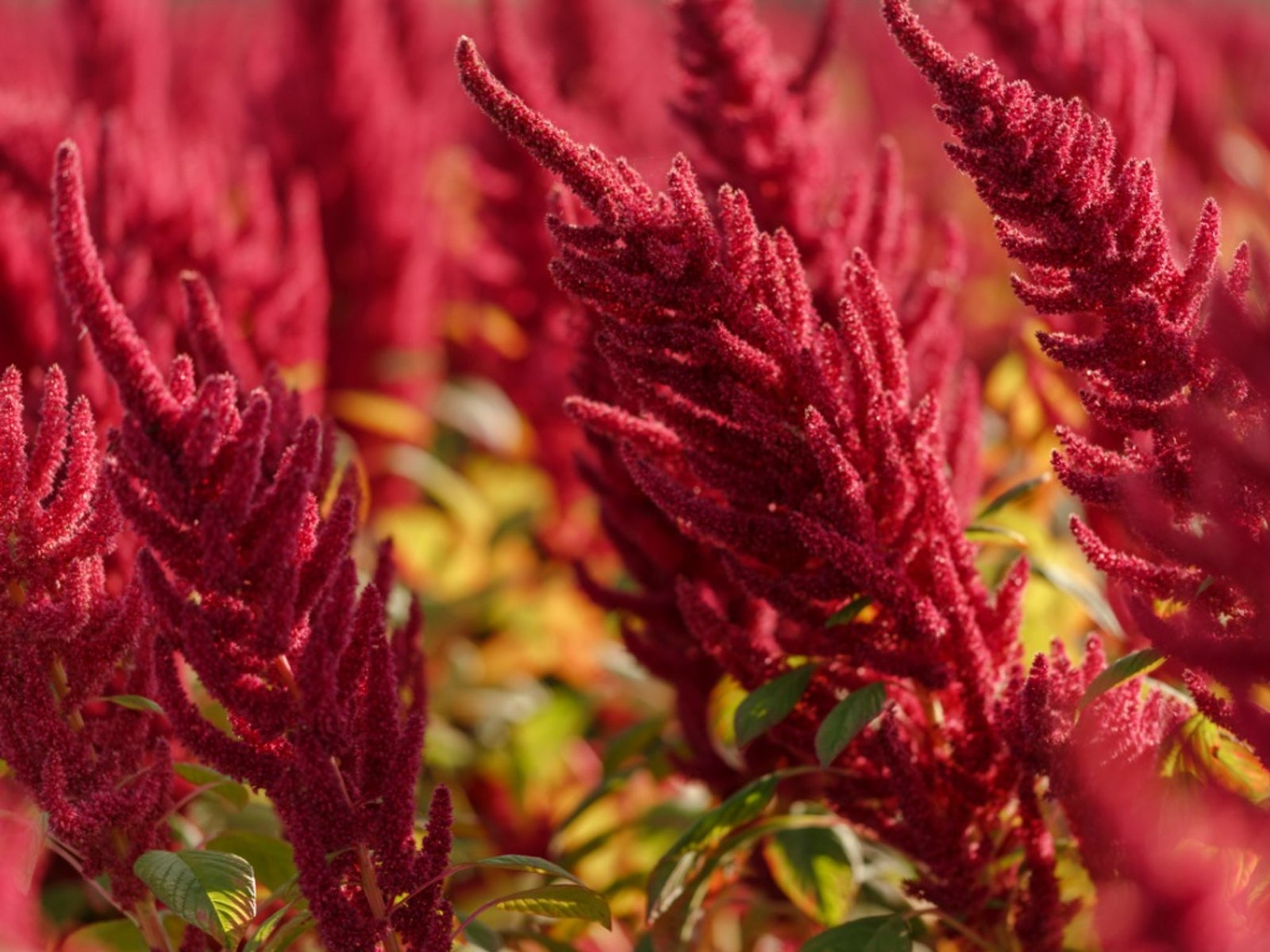 Amaranth: The Grain That Defied Time – The Culinary Chronicle